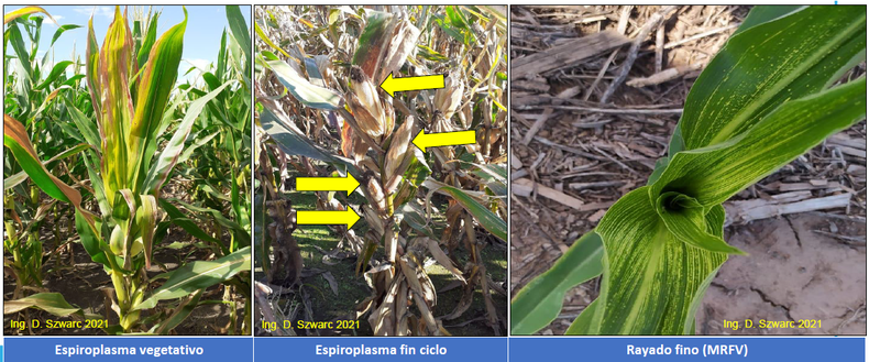 Spiroplasma: pautas para mitigar los daños en el maíz