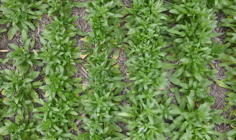 Camelina y agricultura sostenible: un nuevo cultivo para la ...