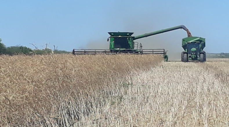 Carinata: una experiencia en primera persona