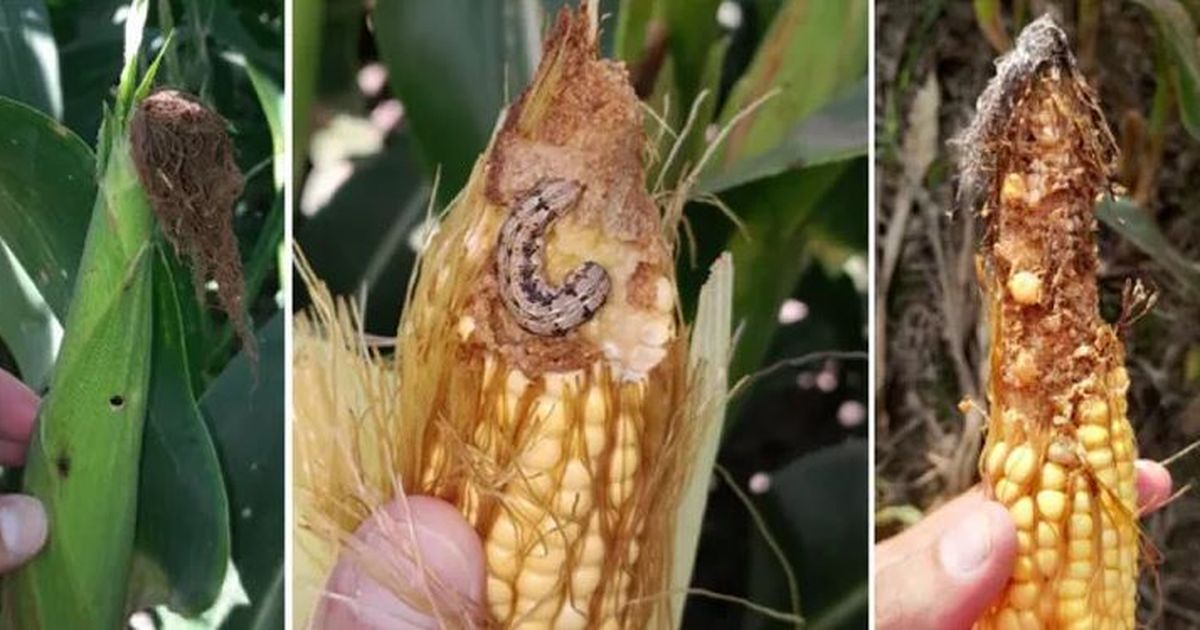 Proyecto Plagas: alerta por el avance de Helicoverpa zea