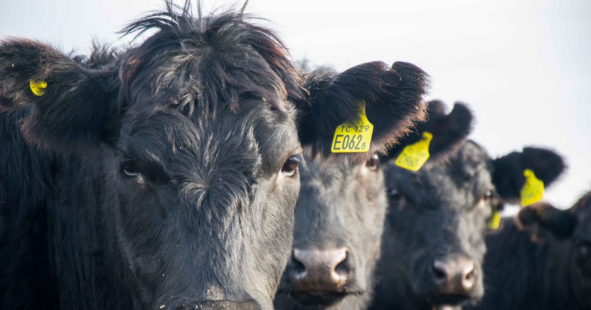 Guía para elegir una app ganadera