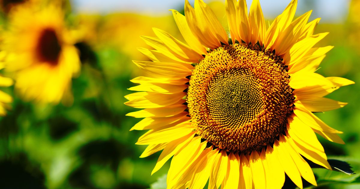 GIRASOL: Ensayos comparativos de rendimiento 2024