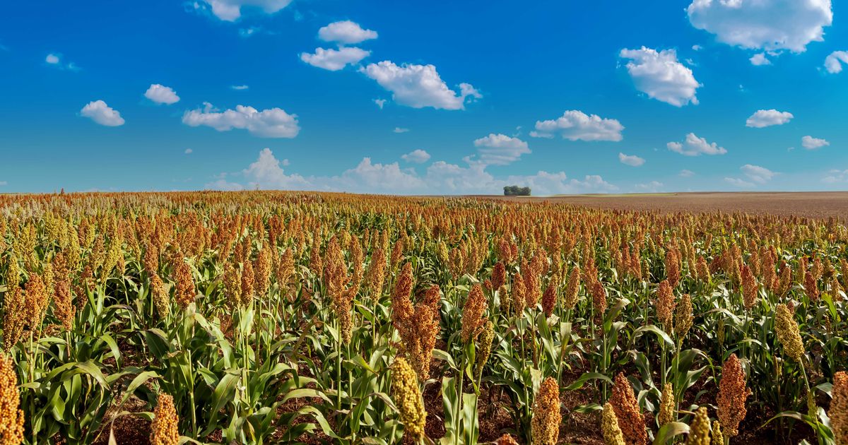 Sorgo: una alternativa comercial en un contexto adverso