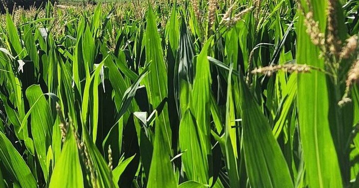 Chicharrita del maíz: fuerte crecimiento de la población de Dalbulus maidis