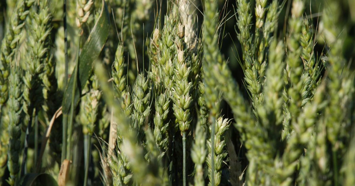 Trigo: red de variedades de la Región Sur de Santa Fe