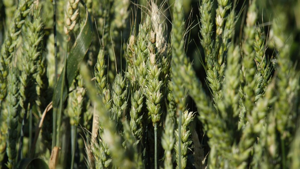 Trigo: red de variedades de la Región Sur de Santa Fe