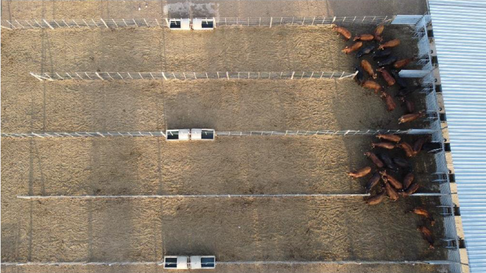 Consumo residual: el nuevo dato en los DEPs bovinos