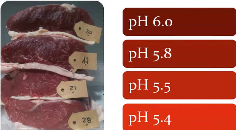 Calidad de la carne: una investigación reveladora