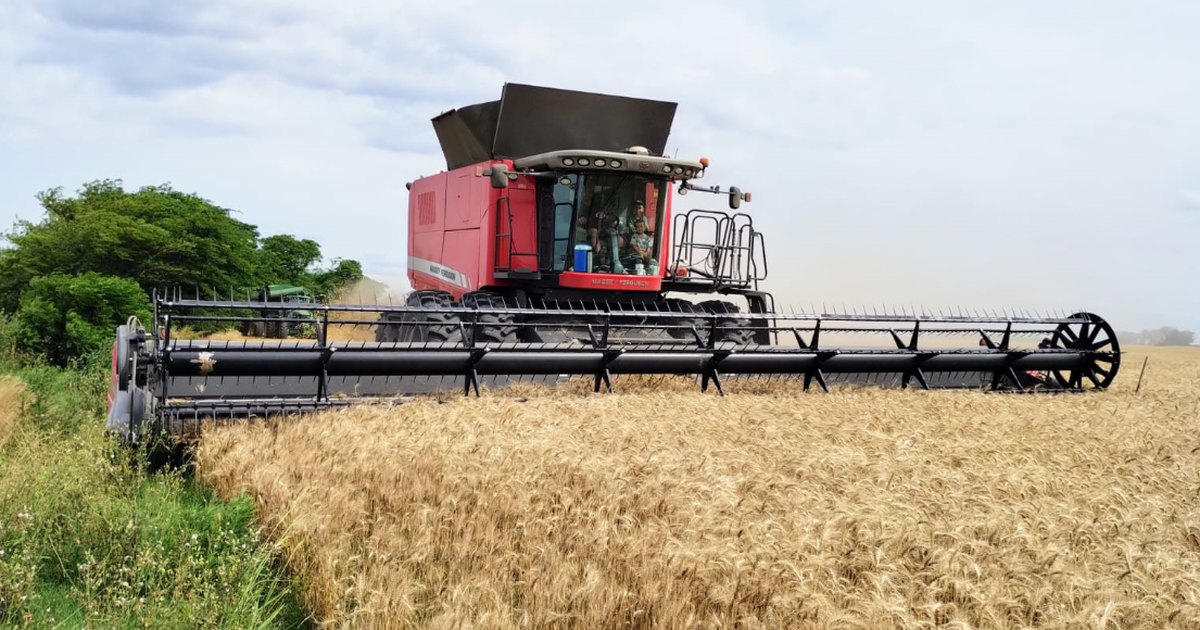 Más de 9300 kg/ha de trigo en San Antonio de Areco ¿Cómo lo lograron?