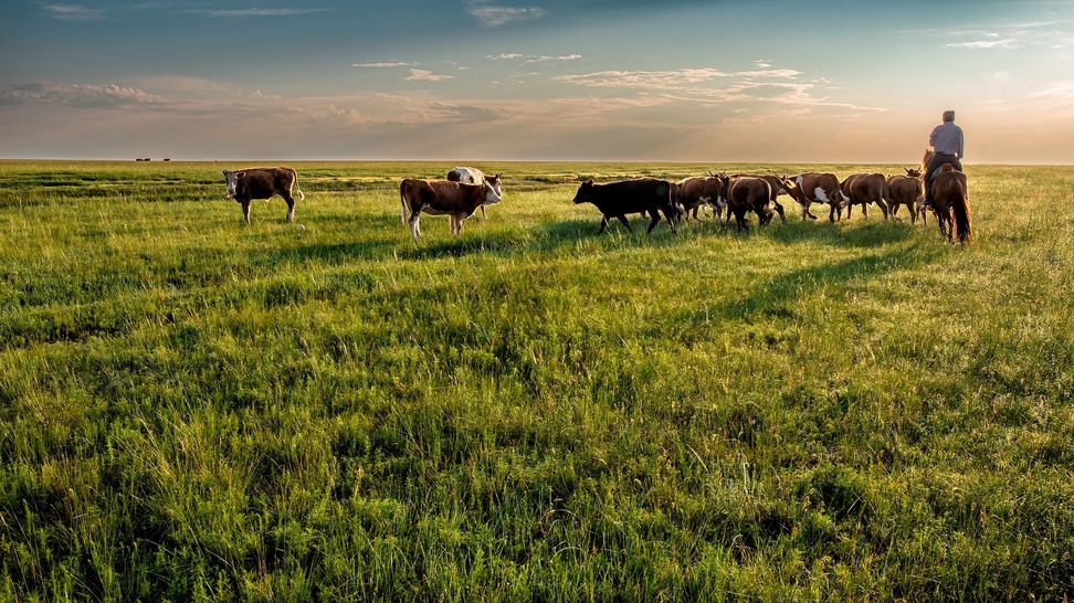 Manuales de Ganadería - Contenidos CREA