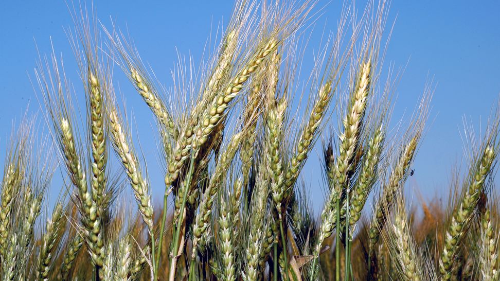 Trigo: resultados tras una campaña complicada