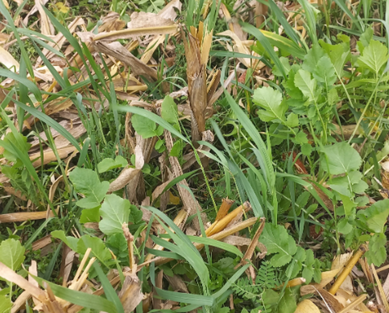 Agricultura regenerativa: animarse a cambiar el paradigma