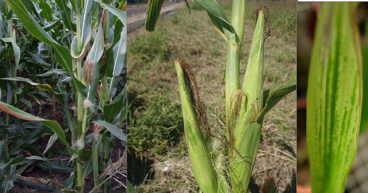 Spiroplasma: ¿cómo identificar correctamente la enfermedad?