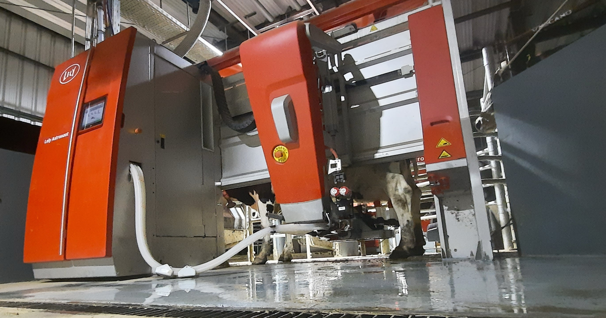 Tambo robot: una revancha