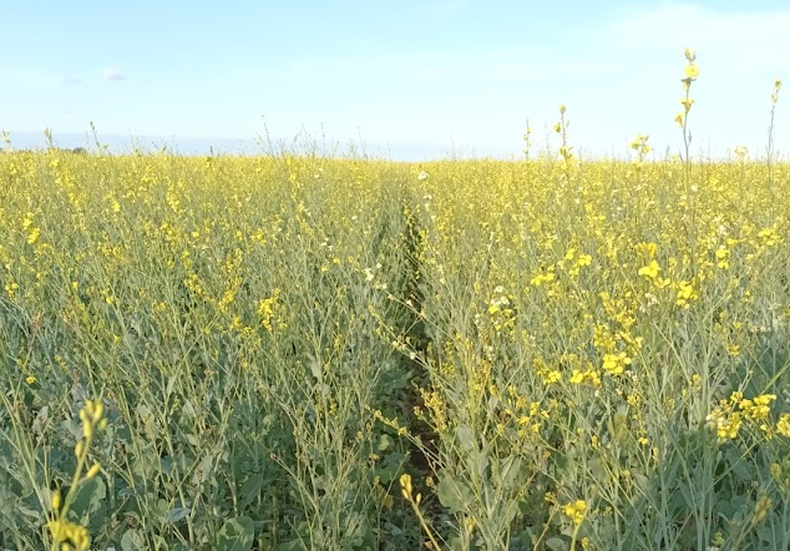 Carinata: una experiencia en primera persona