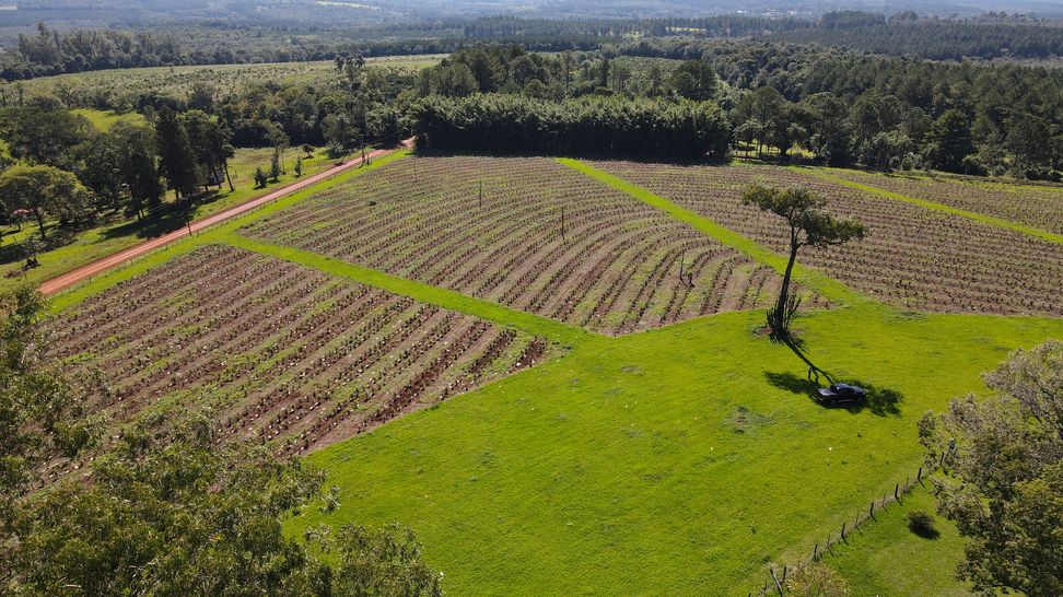 Yerba mate: de la selva paranaense al mundo