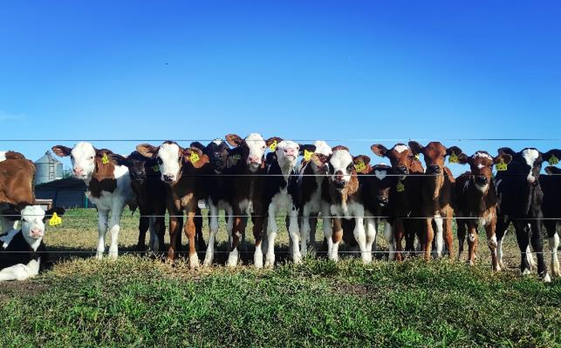 Tambo en Foco: excelencia en cría y recría
