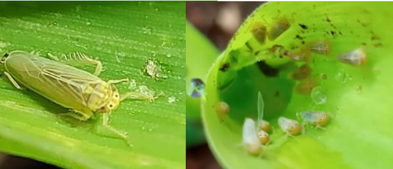 Spiroplasma: pautas para mitigar los daños en el maíz