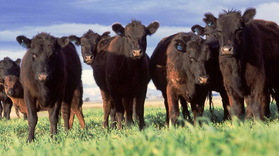 Mercado ganadero: ¿Qué pasa con los precios de la hacienda?